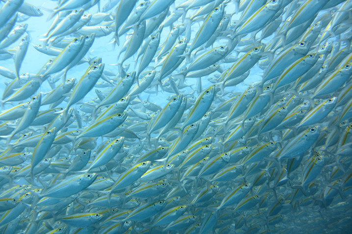 fish | The Coolector