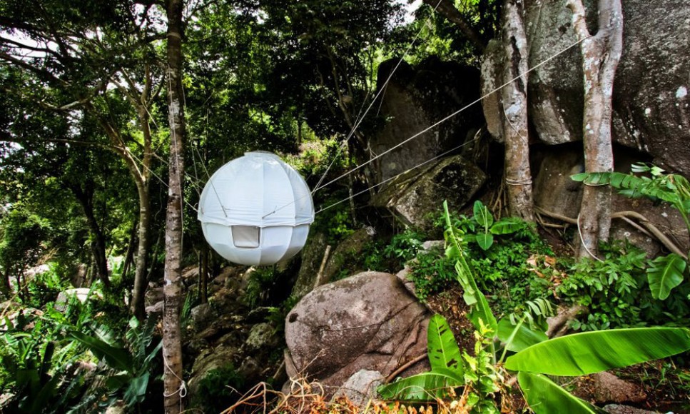 Cocoon Tree | The Coolector