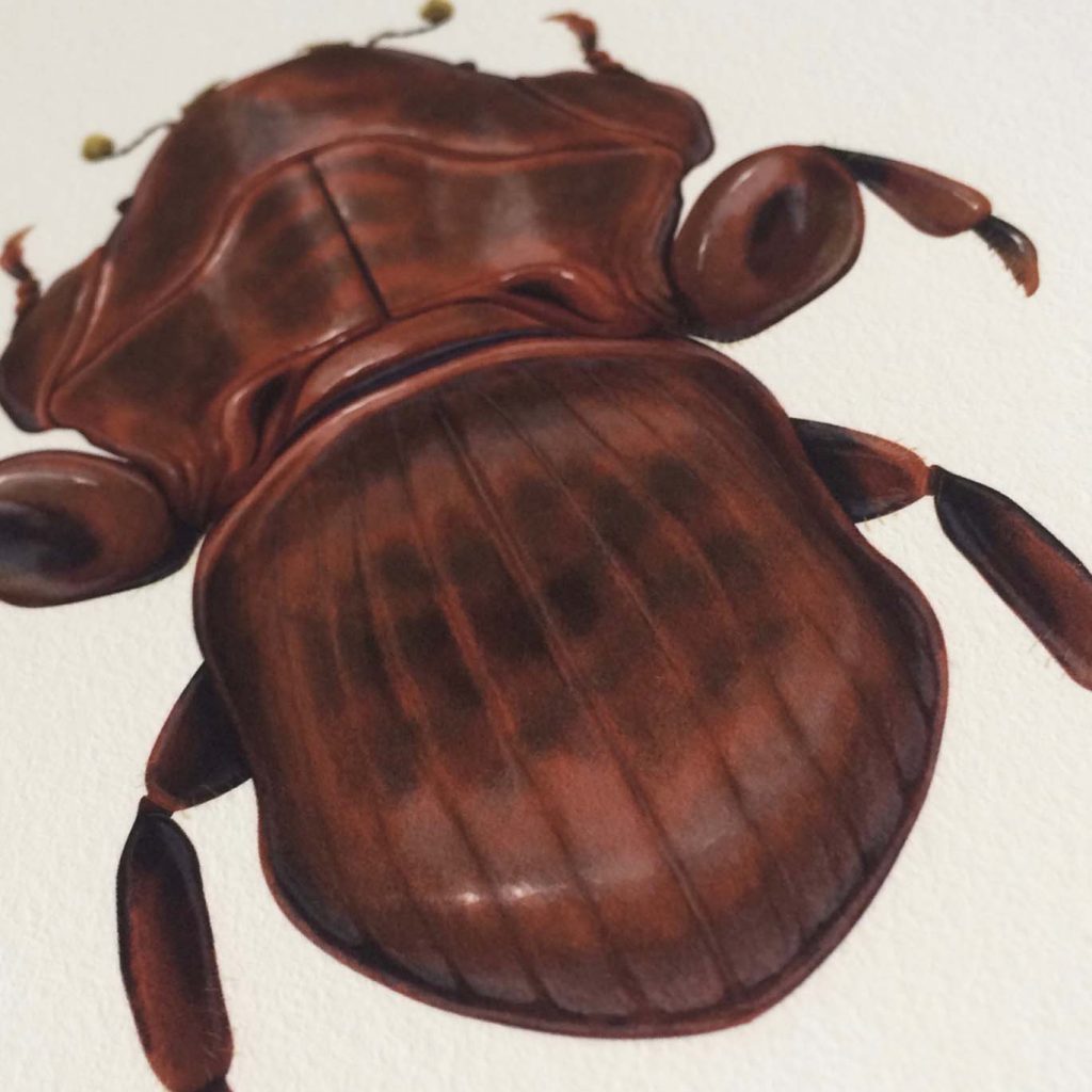 Star Wars Insects Prints | The Coolector