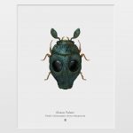 Star Wars Insects Prints | The Coolector