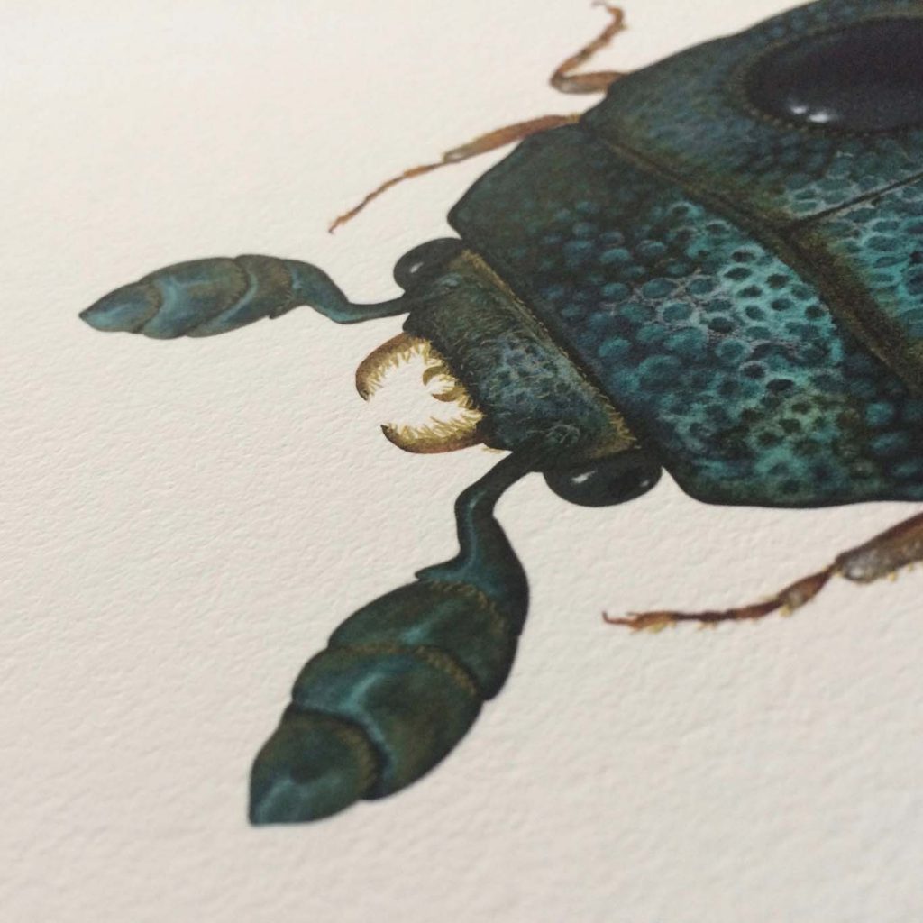 Star Wars Insects Prints | The Coolector