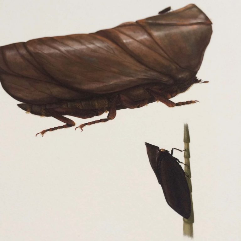 Star Wars Insects Prints | The Coolector