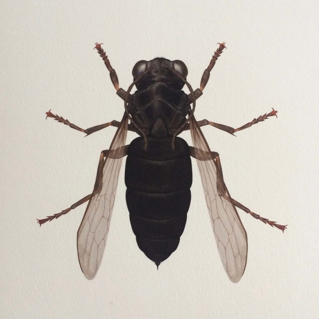 Star Wars Insects Prints | The Coolector