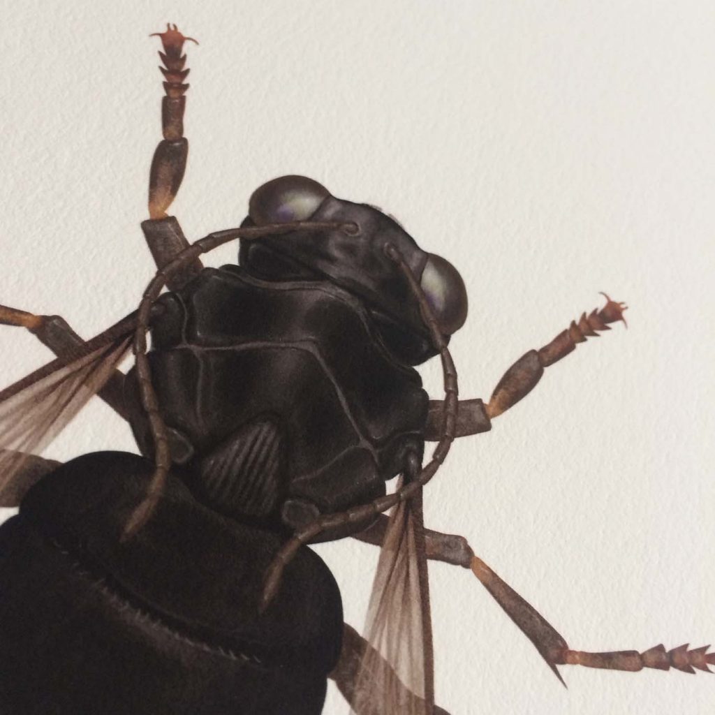 Star Wars Insects Prints | The Coolector