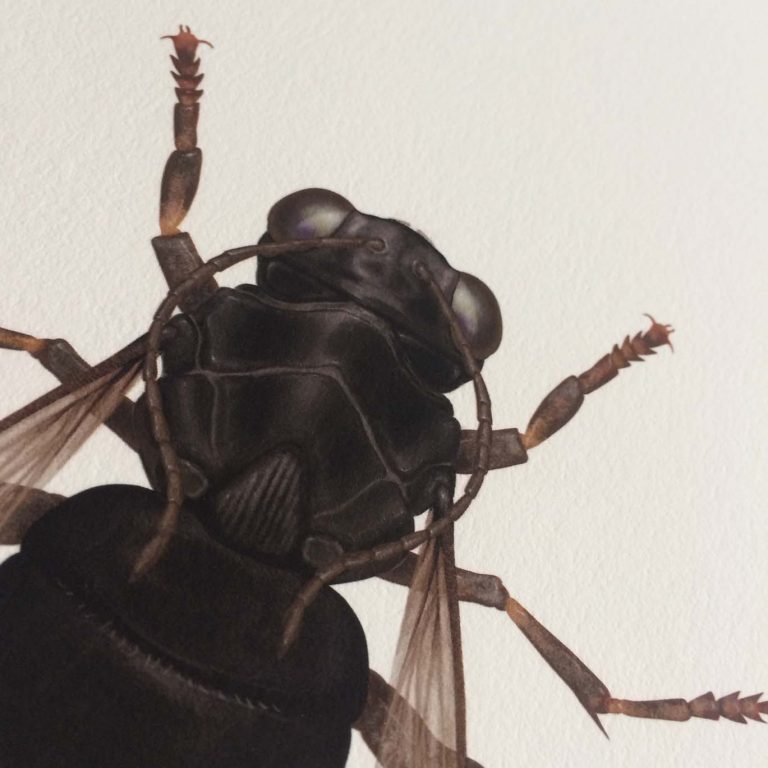 Star Wars Insects Prints | The Coolector