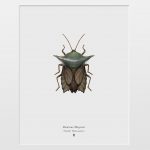 Star Wars Insects Prints | The Coolector