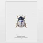 Star Wars Insects Prints | The Coolector