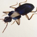 Star Wars Insects Prints | The Coolector