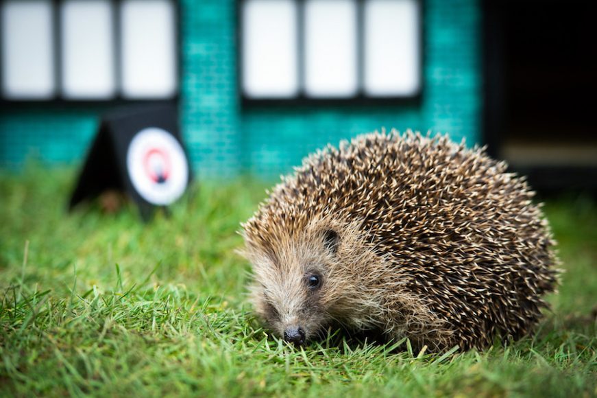 Camden Town Brewery Hibernation Lager Hedgehog Pub | The Coolector