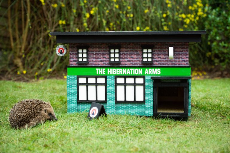 Camden Town Brewery Hibernation Lager Hedgehog Pub | The Coolector