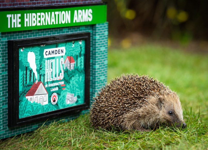 Camden Town Brewery Hibernation Lager Hedgehog Pub | The Coolector
