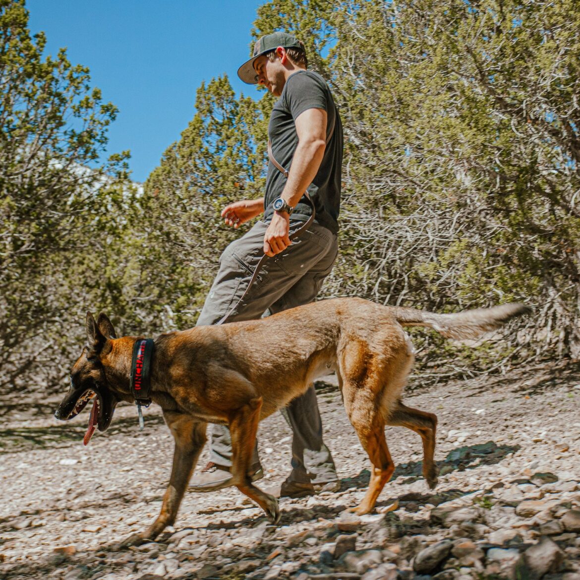 Uncharted Supply Co Wolf Pack Collar | The Coolector