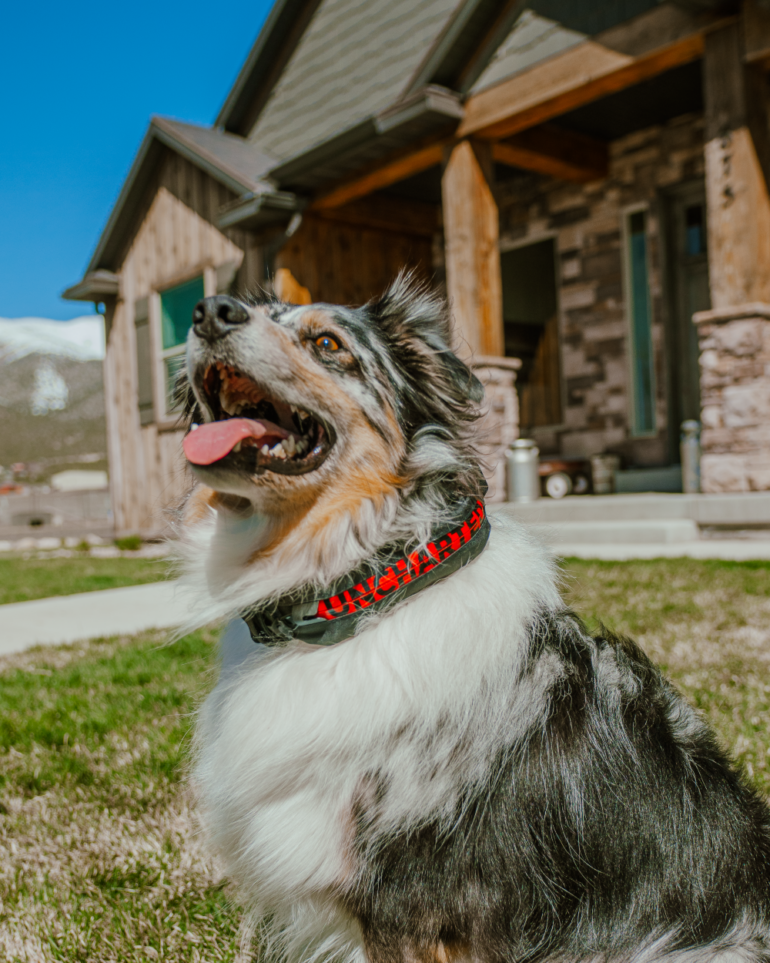 Uncharted Supply Co Wolf Pack Collar | The Coolector
